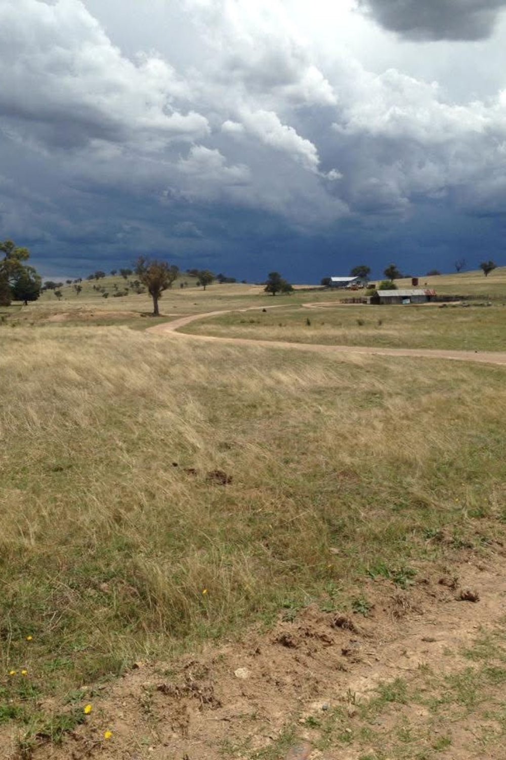 From Humble Beginnings to Heartfelt Community Impact: The Woolshed's S ...